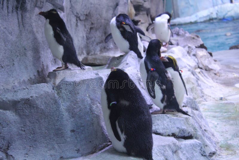 Penguin Group stock photo. Image of group, life, penguin - 125292568