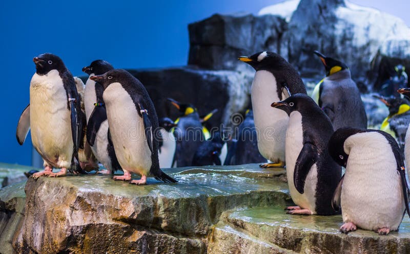 Penguin group 2 stock photo. Image of group, family, aquarium - 77274990