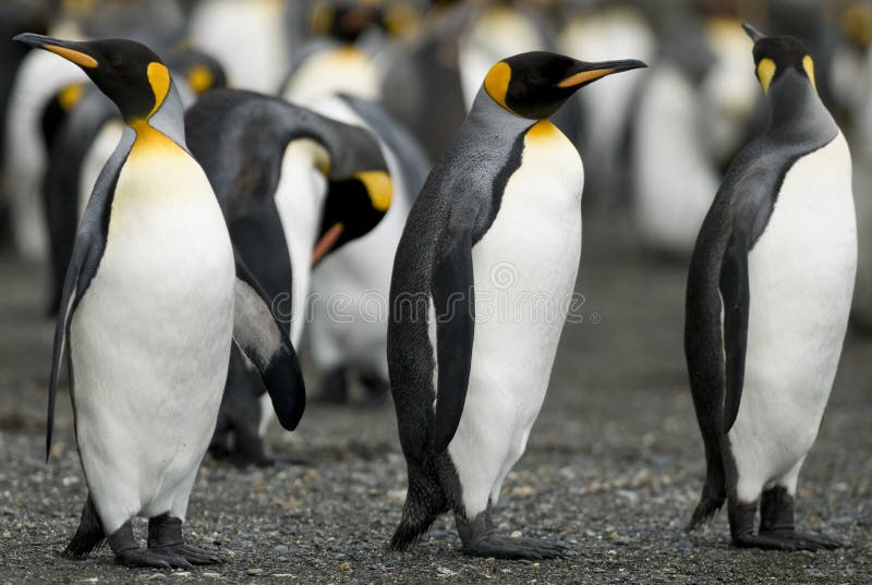 Penguin Guards stock photo. Image of defense, watchmen - 13452992
