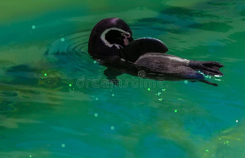 A Penguin is Having a Good Time in the Spa. Stock Image - Image of ...