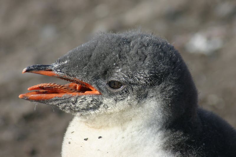 Penguin head stock image. Image of climate, ocean, shelf - 13912169