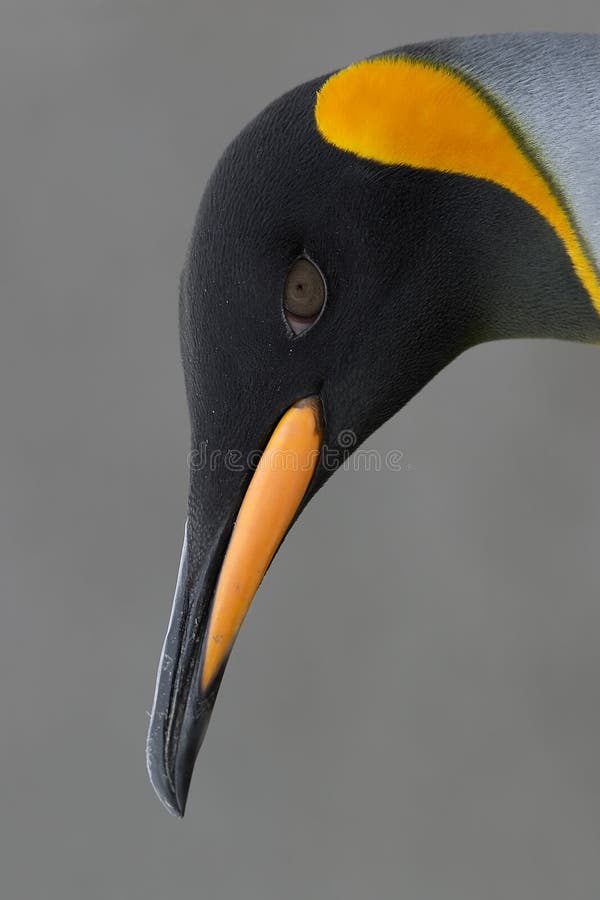 Penguin head stock image. Image of exotic, flue, scenic - 1612023