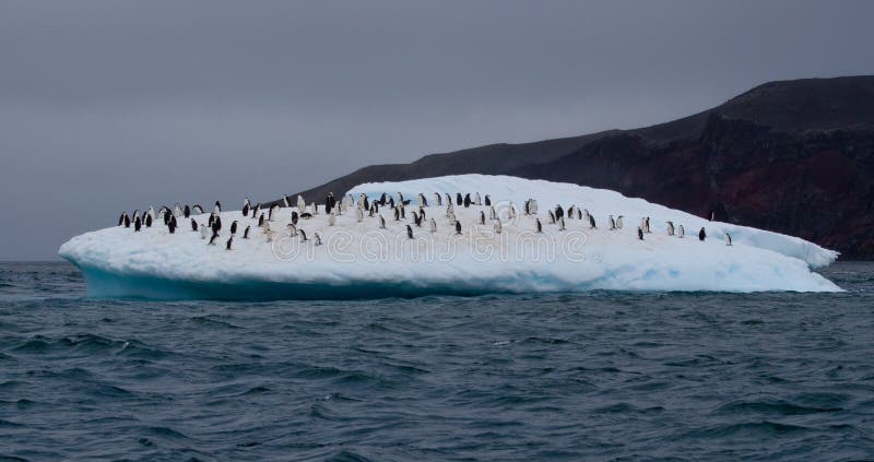 Penguin Iceberg stock image. Image of glacier, penguins - 18090449