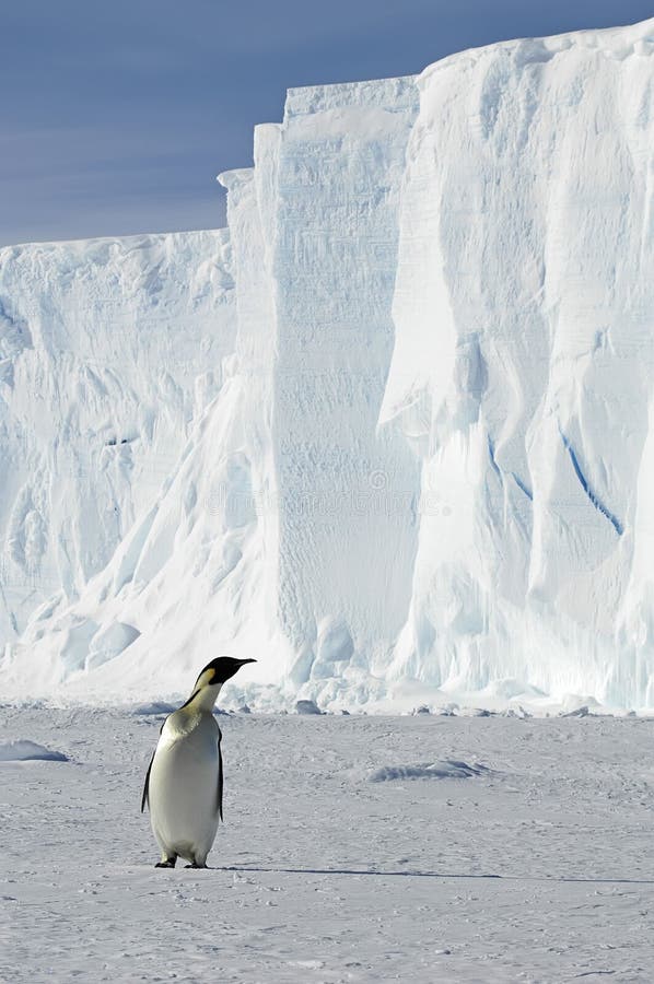 Penguin with iceberg stock image. Image of icebreaker - 3839537