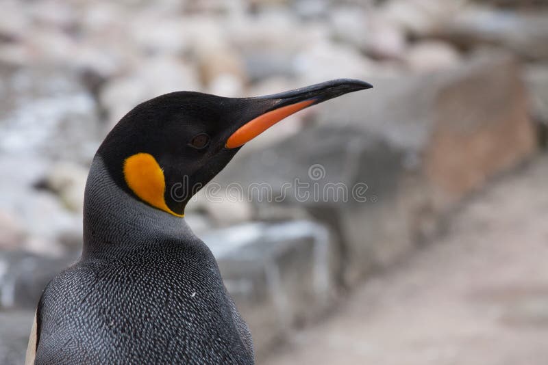 Penguin stock image. Image of cold, island, snow, bird - 64255395