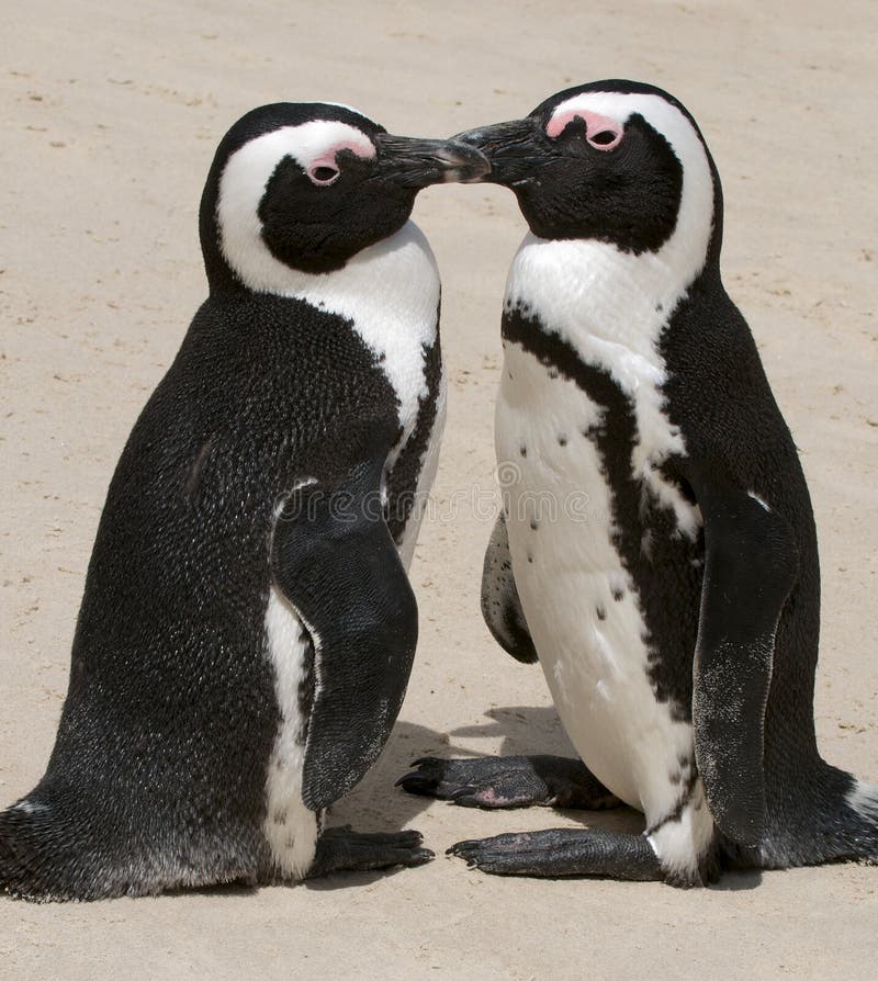 Penguin Kiss stock image. Image of body, birds, life - 23619747