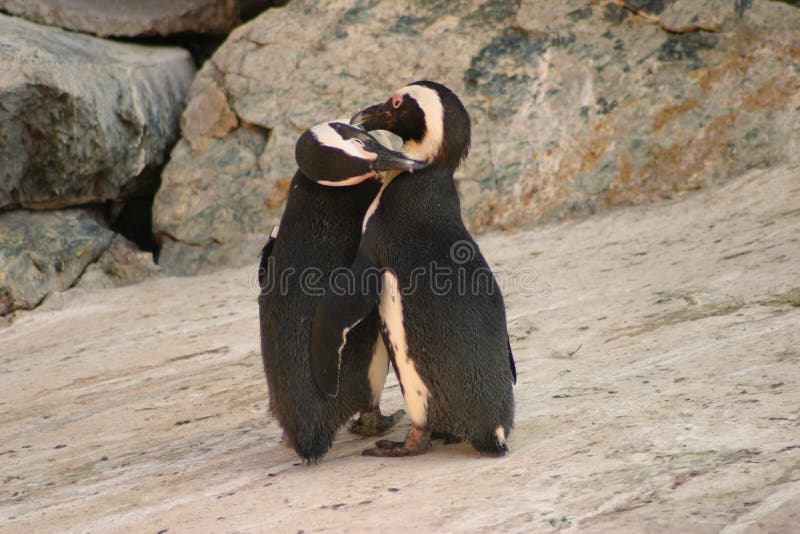 Two Penguins Hugging
