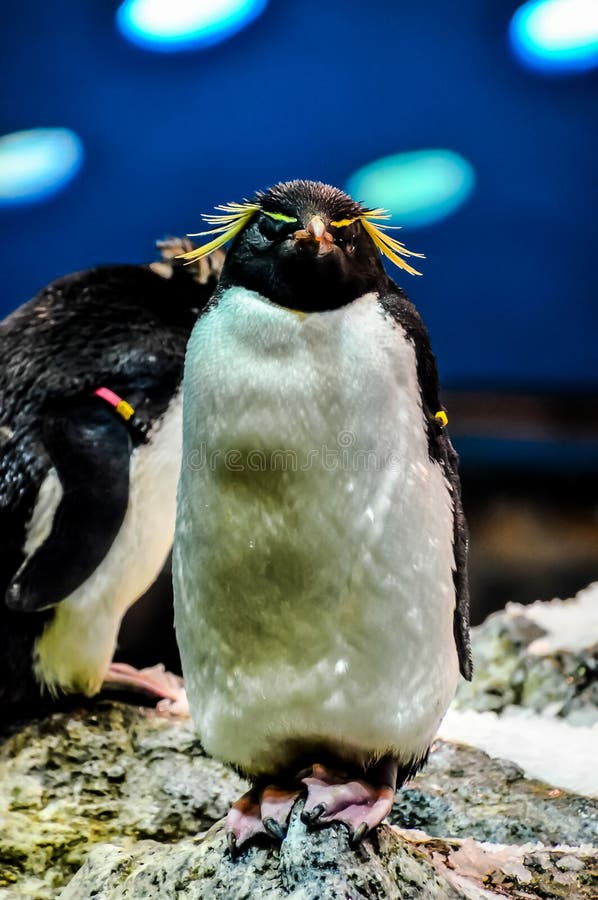 A Penguin with a Large Head and Yellow Eyes Stands on a Rock Stock ...