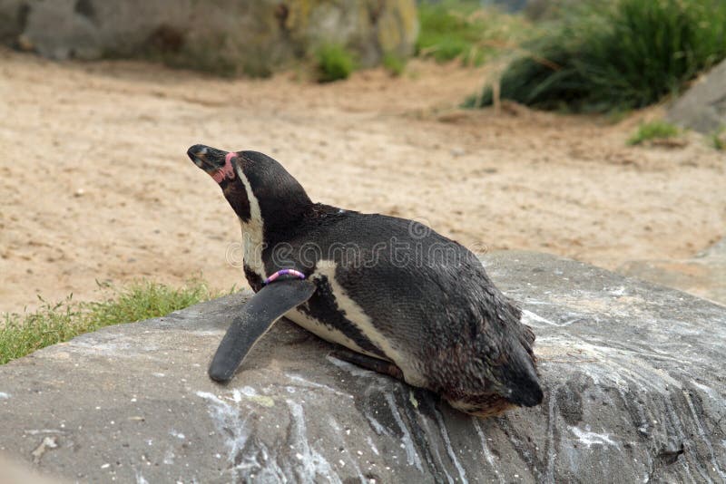Penguin laying down stock image. Image of beak, black - 15550981