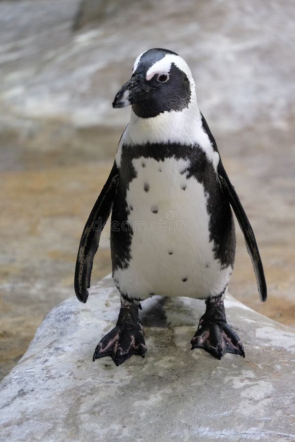 Curious Penguin and Snorkeler Stock Image - Image of tropic, swimming ...
