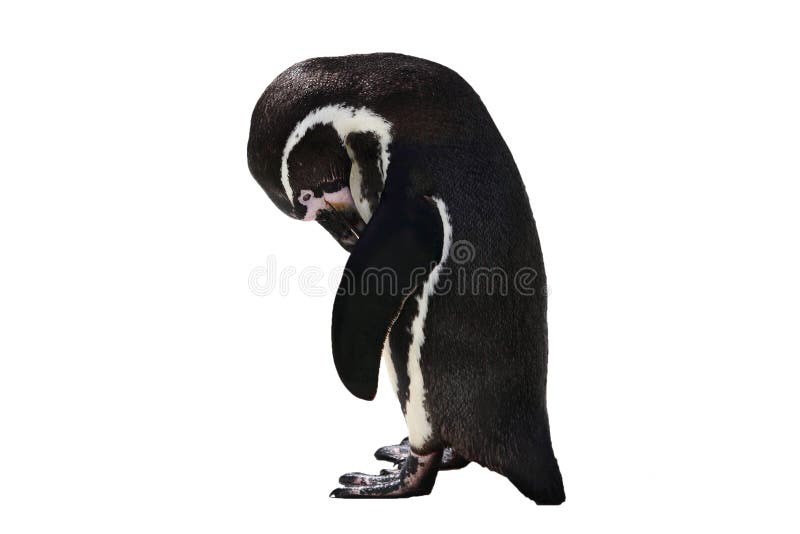 Sad Penguin Stock Photos - Free & Royalty-Free Stock Photos from Dreamstime