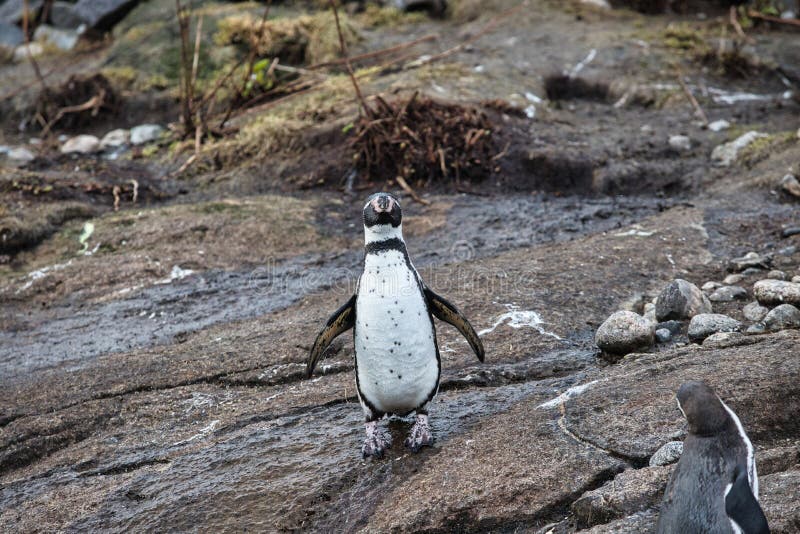 Penguin looking at camera stock photo. Image of fauna - 212086870