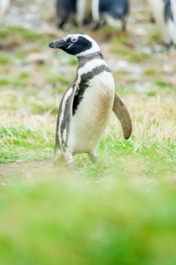 Penguin Looking To Left Side Stock Photo - Image of flightless, aquatic ...