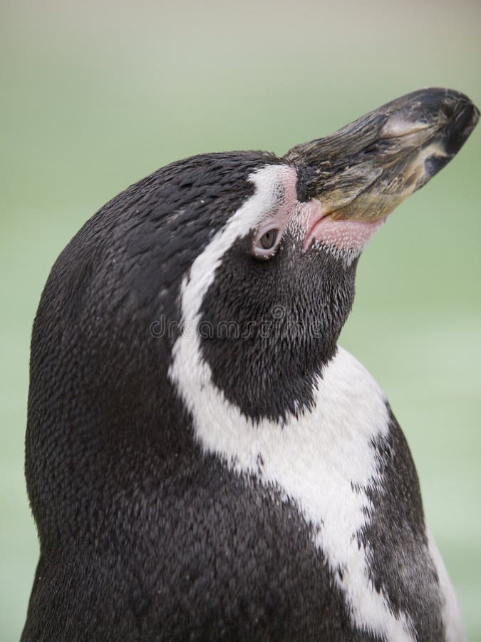 Penguin looking up stock image. Image of wild, bill, aquatic - 22462649