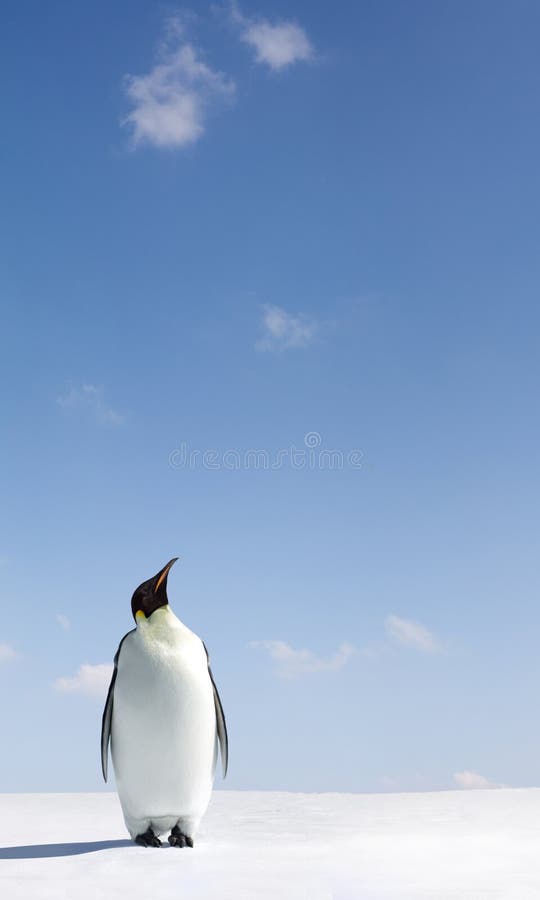 39+ Single penguin Free Stock Photos - StockFreeImages