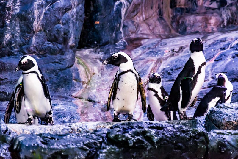Penguin stock photo. Image of family, colony, penguin - 69128032