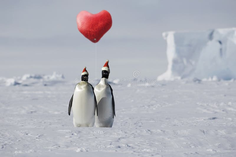 Penguin love stock photo. Image of floe, expedition, horizontal - 4123660