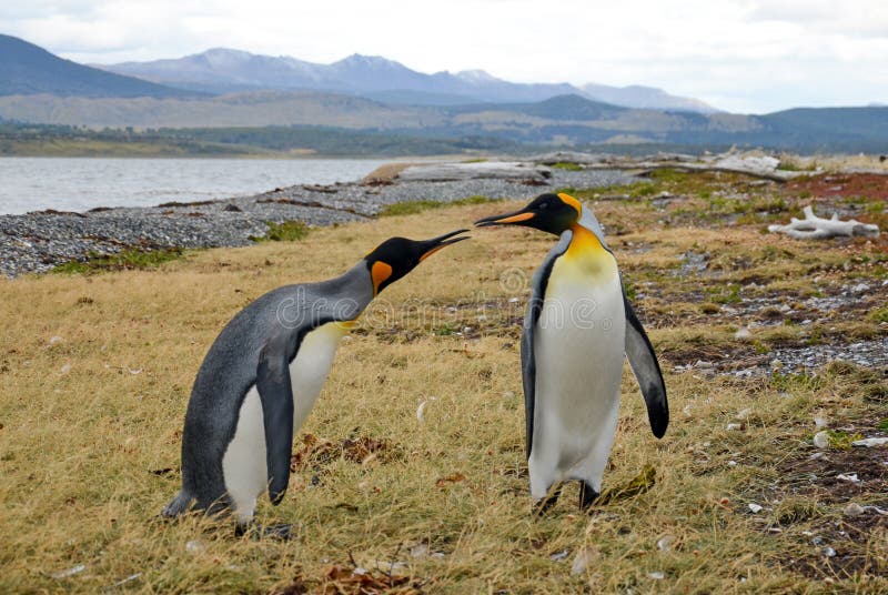 Penguin love stock photo. Image of america, fuego, love - 70256596