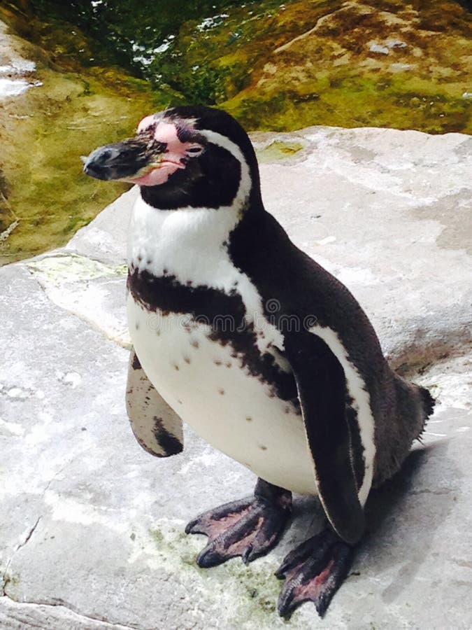 Penguin stock image. Image of lovely, color, penguin - 70807261