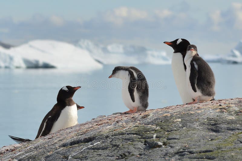 Penguin Mom with Her Babies Stock Image - Image of moms, little: 163588647