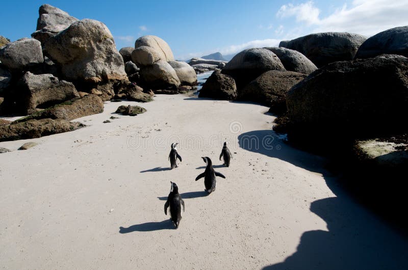 Penguin March stock photo. Image of lowtide, birds, simonstown - 9010280