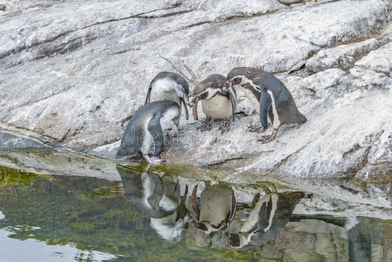 Penguin meeting stock photo. Image of rock, flipper, beak - 8025194