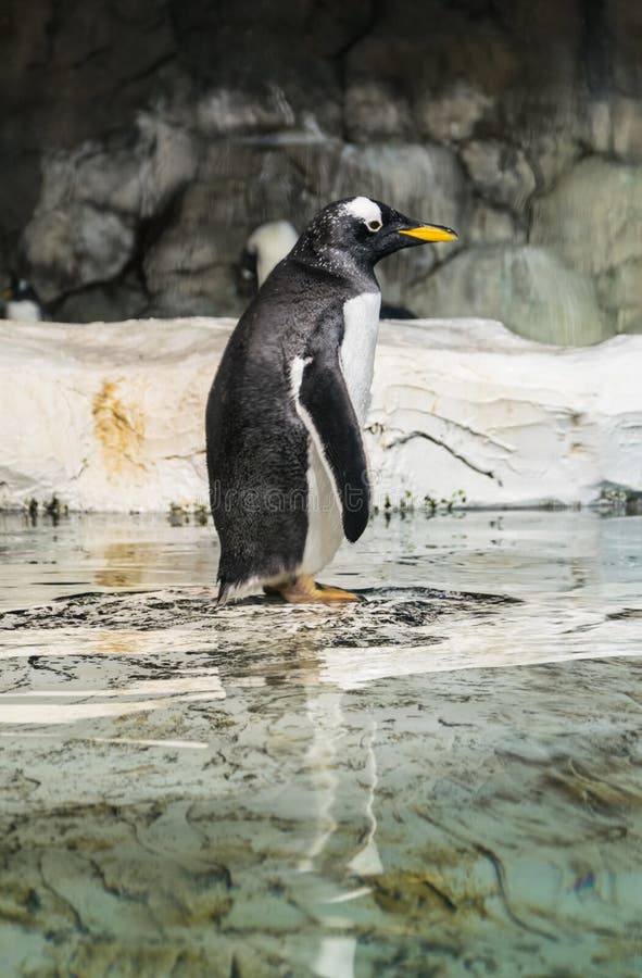 Penguin stock photo. Image of animal, environment, wildlife - 125319016