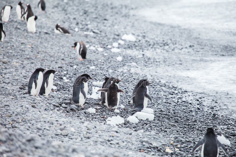 Penguin in nature stock photo. Image of snow, wild, travel - 64477178