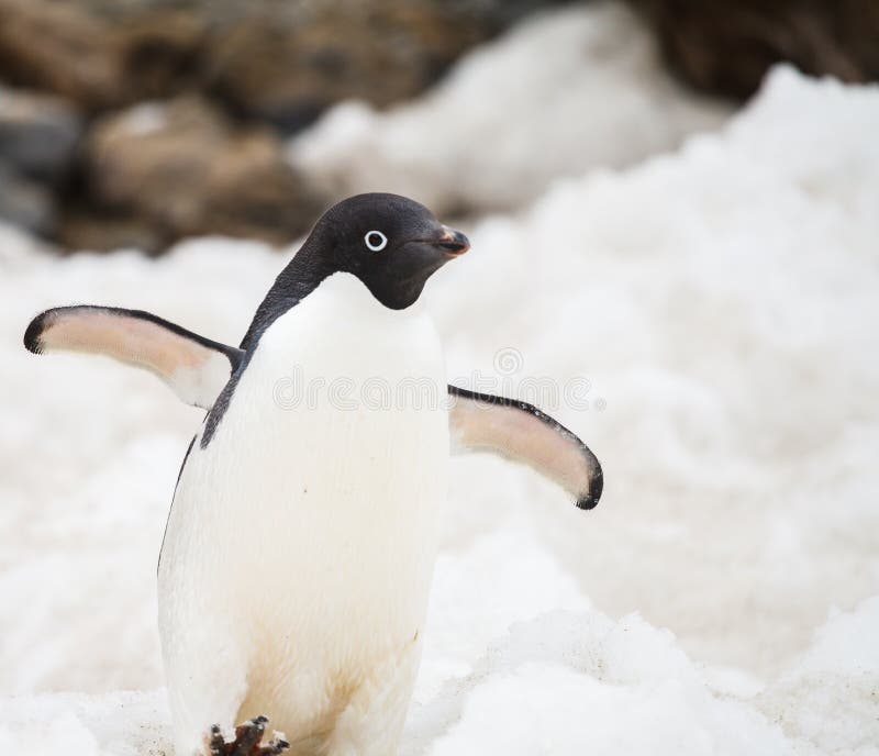 Penguin in nature stock photo. Image of stunning, penguin - 64477216