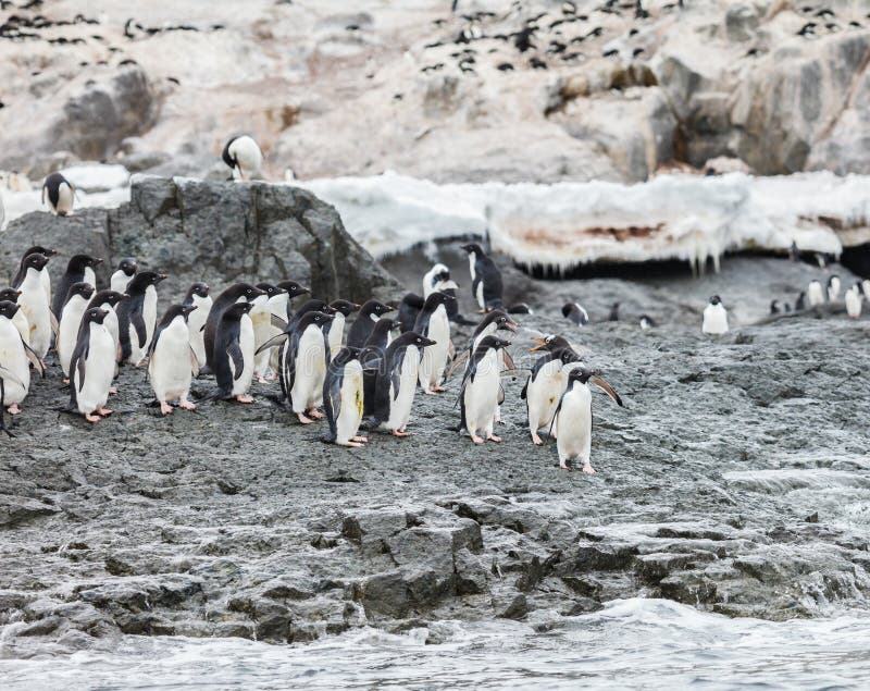 Penguin in nature stock photo. Image of falkland, animals - 64477302