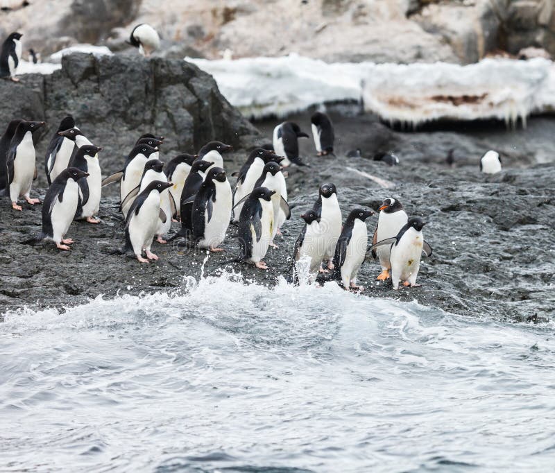 Penguin in nature stock photo. Image of antarctica, antarctic - 64477394
