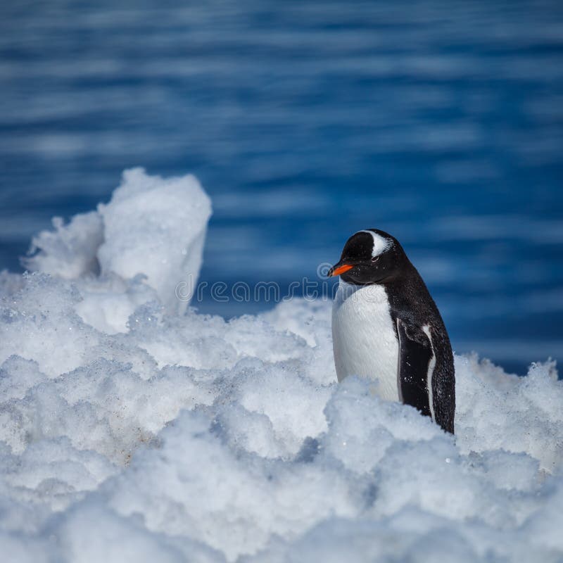 Penguin in nature stock image. Image of high, falkland - 64477879