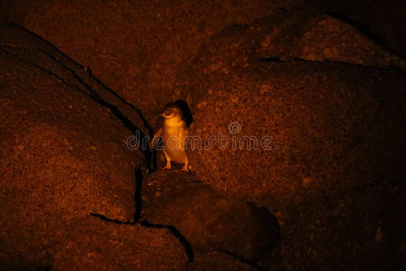 Penguin stock photo. Image of rocks, bird, animal, white - 83915200
