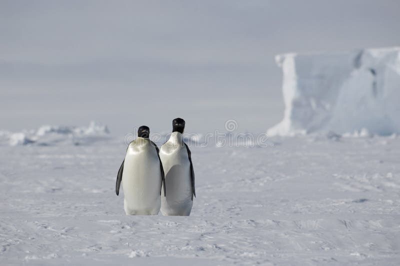 Penguin pair with caps stock image. Image of landscape - 3977391
