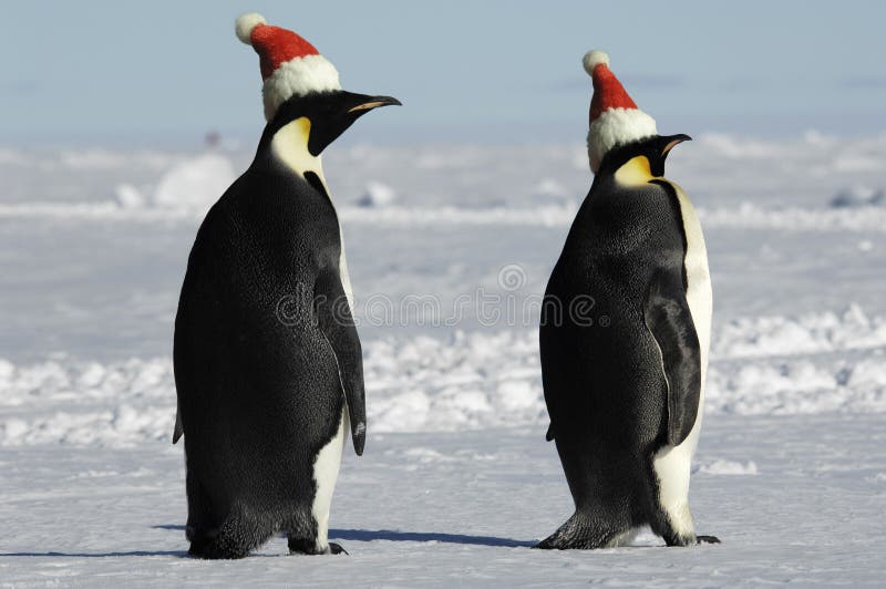 Penguin Pair at Christmas Day Stock Photo - Image of claus, celebration ...