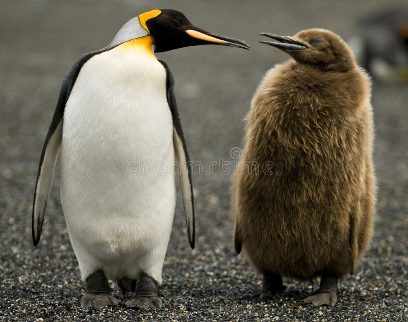 Penguin Parenting stock photo. Image of fluffy, side - 13344822