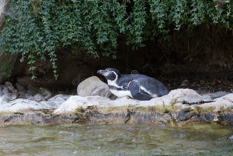 A Penguin in the Park Inside Stock Image - Image of stone, wildlife ...