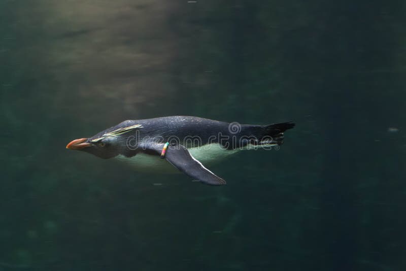 A Penguin in the Park Inside Stock Photo - Image of feathers, water ...