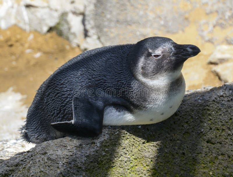 Penguin stock image. Image of bird, flipper, crested - 317772791