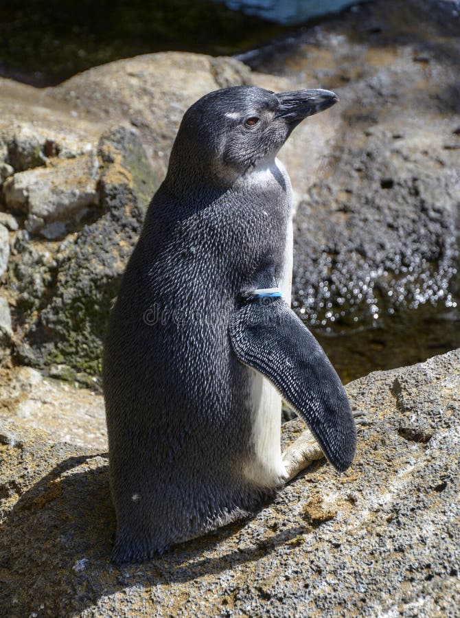 Penguin stock photo. Image of waterproof, white, plumage - 317773000