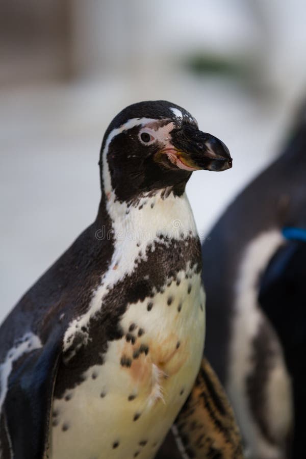 Penguin stock image. Image of animals, america, hole - 52435879
