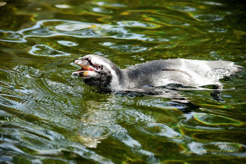 Penguin. stock photo. Image of tree, duck, beak, river - 43039944