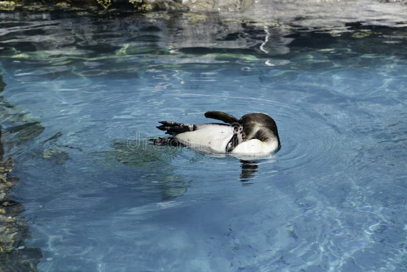 Penguin Playing in the Water Stock Image - Image of life, nature: 52437857