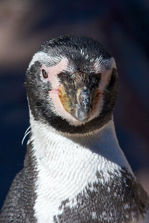Penguin Portrait 1 stock photo. Image of wing, germany - 27856356
