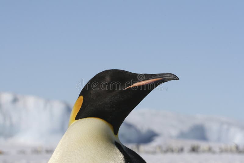 Penguin Portrait stock image. Image of cute, closeup, wildlife - 8737625