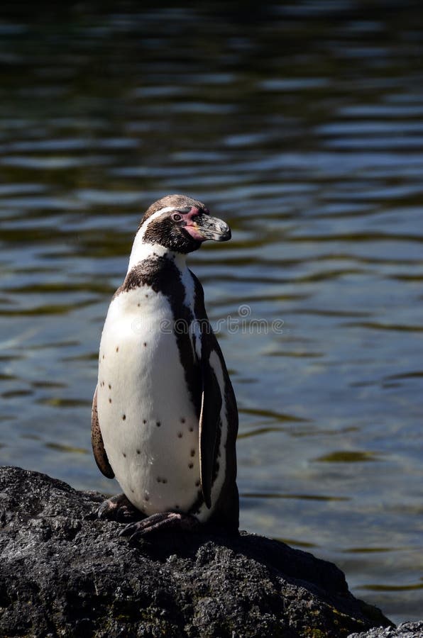 Penguin portrait stock image. Image of standing, animal - 114772569