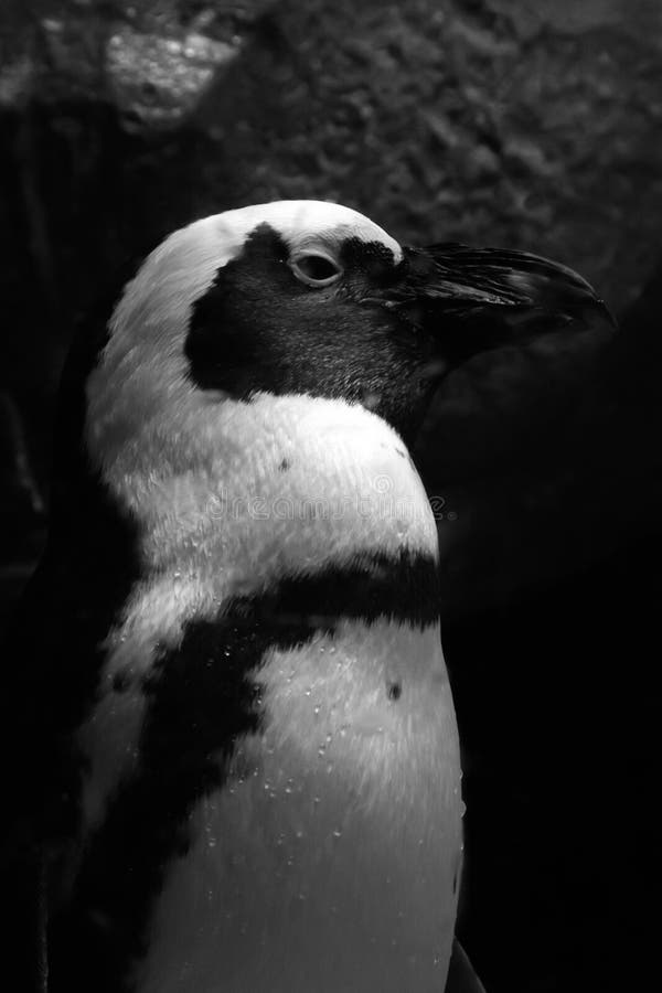 Penguin portrait stock image. Image of travel, antarctic - 34850475