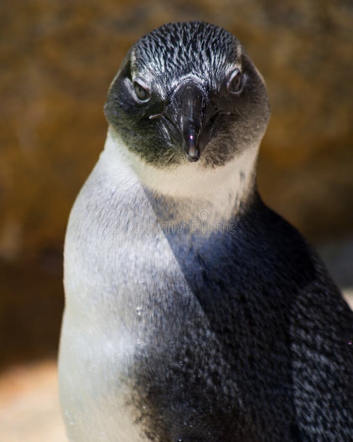 Penguin Portrait editorial stock image. Image of beak - 171670204