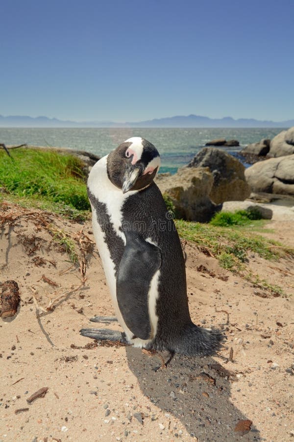 Penguin Posing For The Camera Stock Photo - Image of travel, clear ...