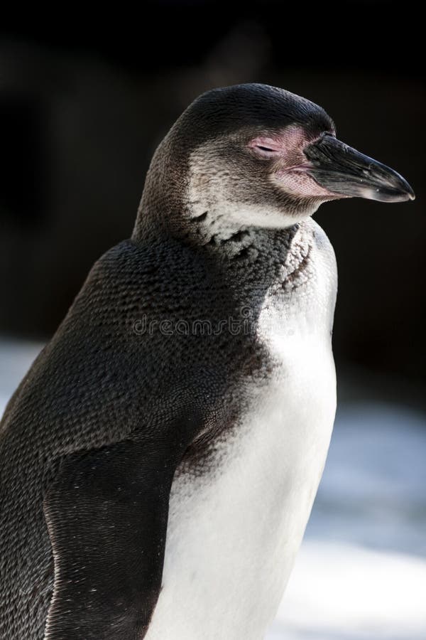 Penguin Profile stock photo. Image of feathers, view, blurred - 8685370